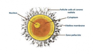 Sistem Reproduksi Manusia – Ilmu pengetahuan Alam
